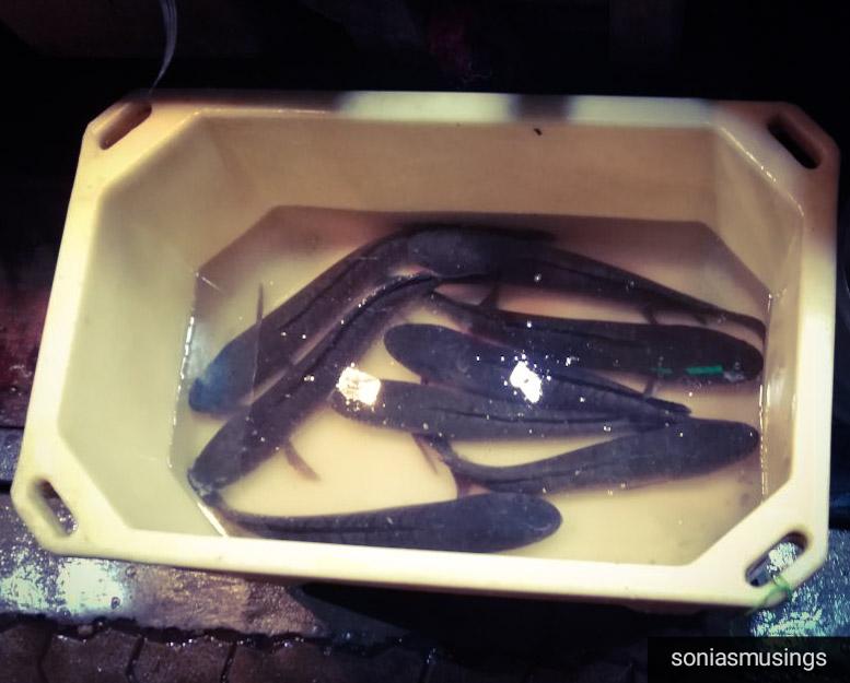 A dollop of Bengal – Fish and Football – soniasmusings